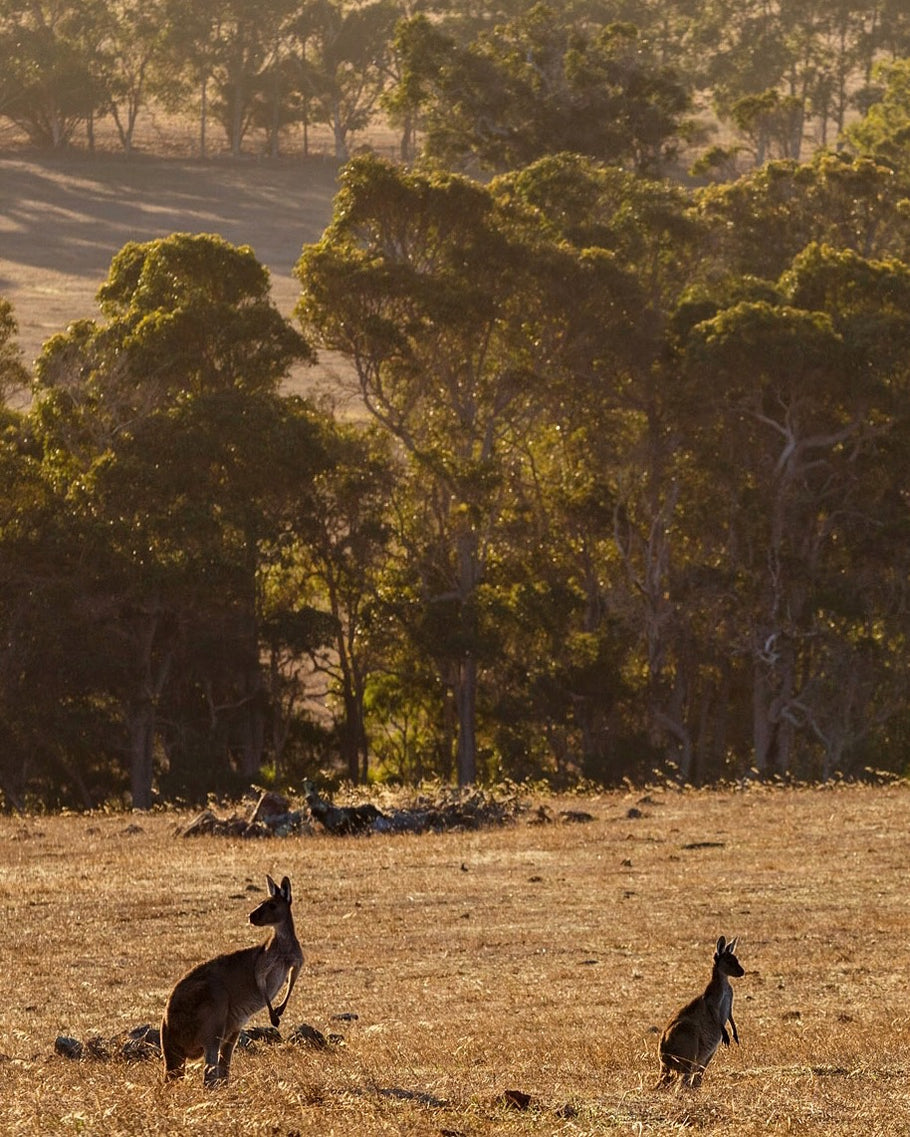 We are moving into the season of Birak– Gralyn Estate